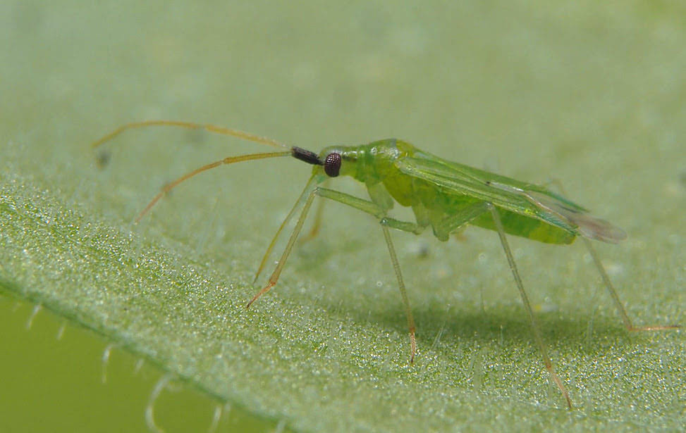 Feed Macrolophus-System for best start in tomatoes - U Gaat Bouwen | EN